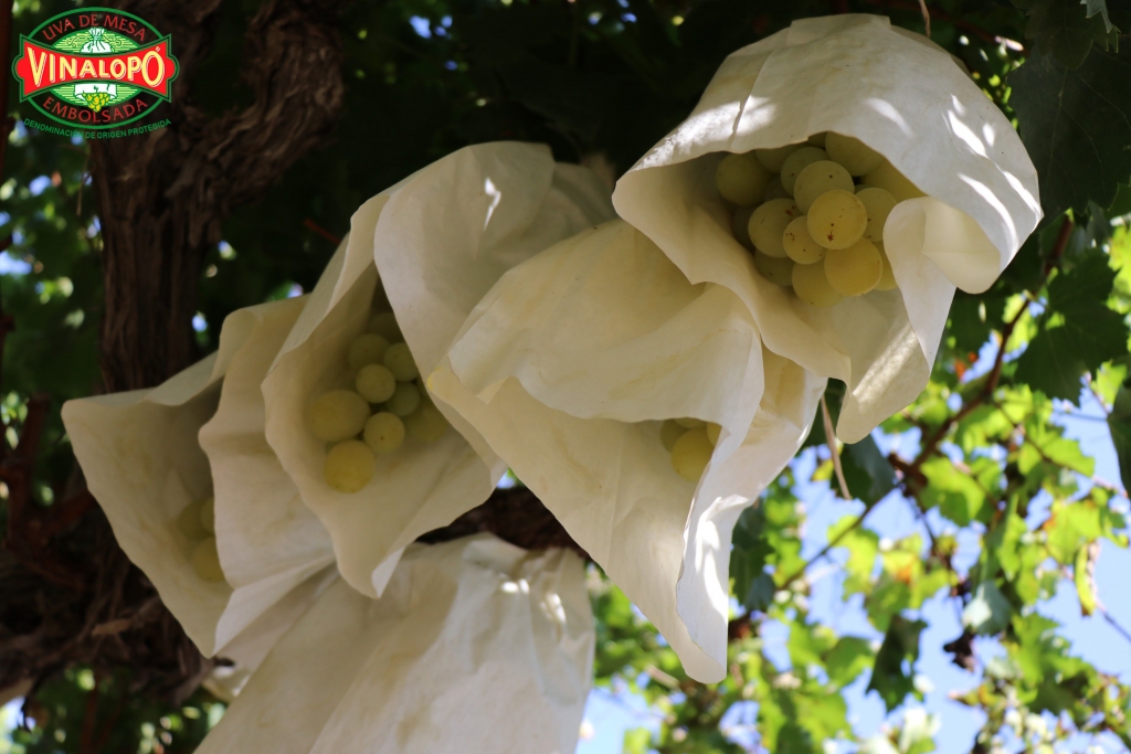 La tradición de las 12 uvas de la suerte - Visita Valencia