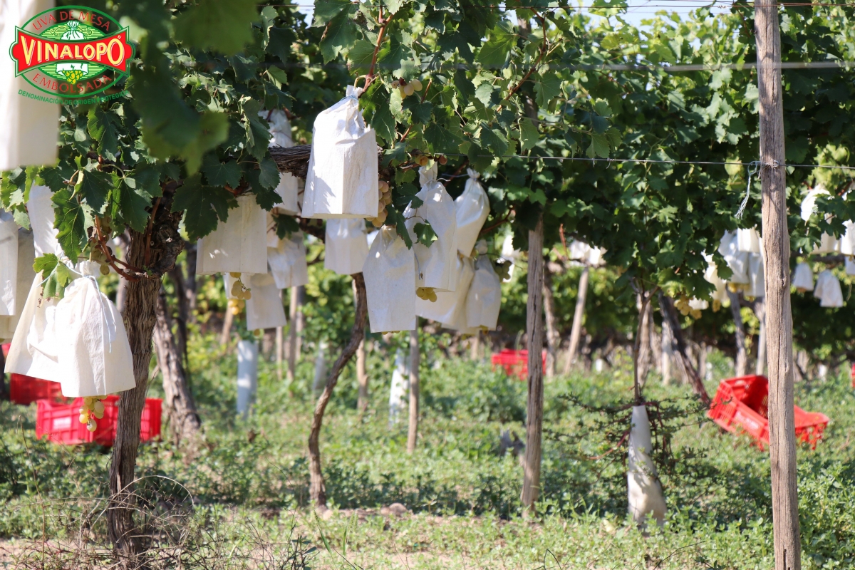 La tradición de las 12 uvas de la suerte - Visita Valencia
